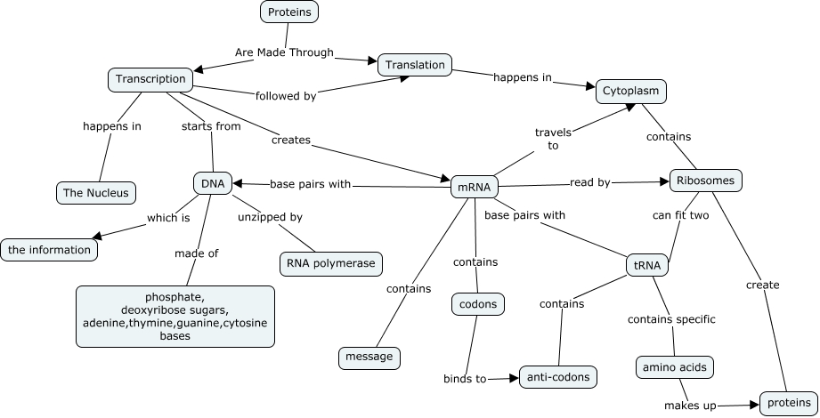 Protein Synthesis - How are proteins synthesized?